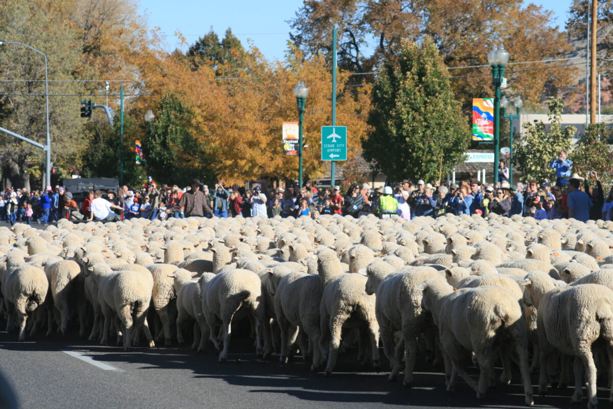 Parade celebrates the trailing of the sheep in Cedar City | News ...